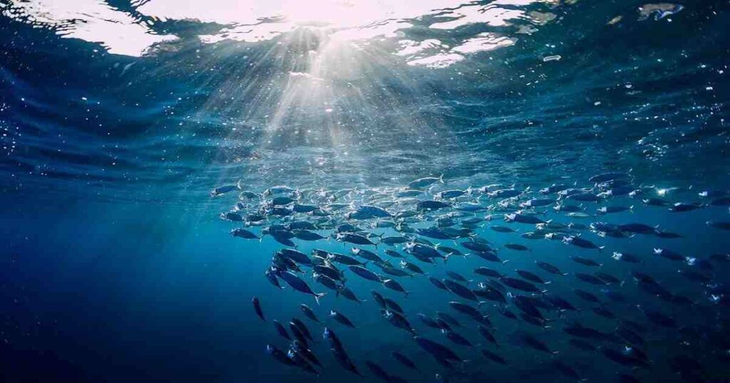 Challenges Of Blue Economy In Bangladesh - Money Masterpiece